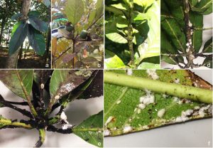 Onestopshopfungi | Capnodium