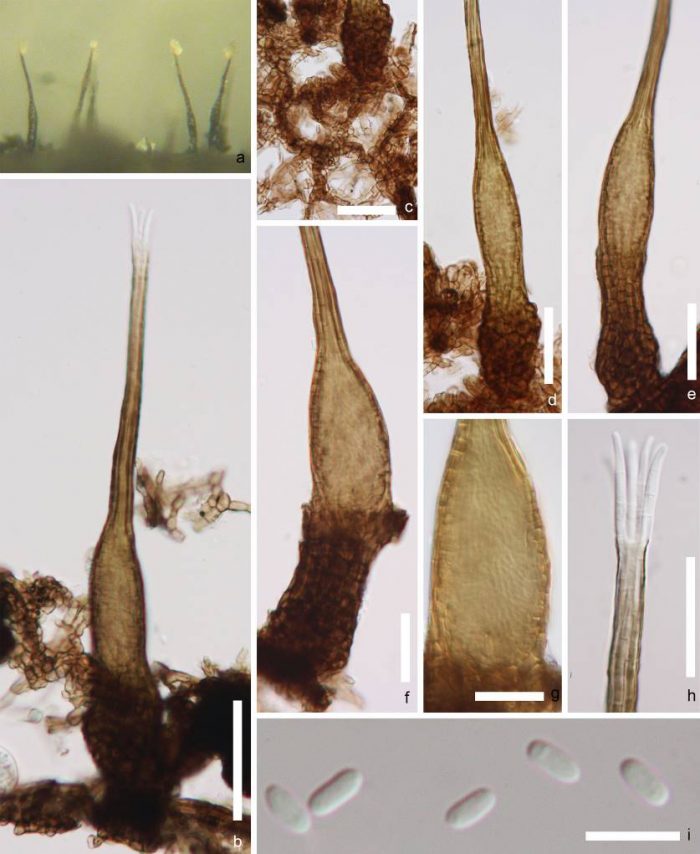 Onestopshopfungi | Capnodium