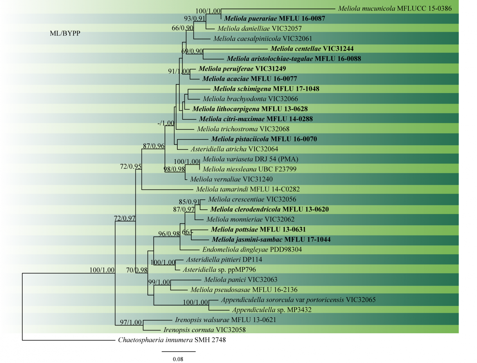 Onestopshopfungi | Meliola